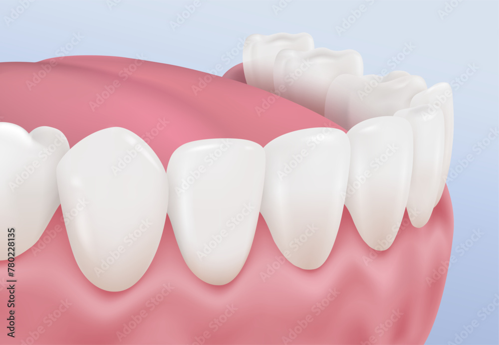 Human lower teeth and gums, close-up side view. Advertising for ...