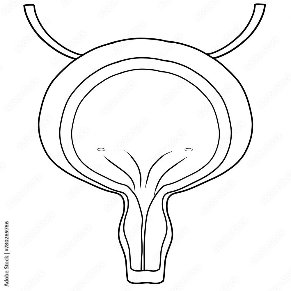 The bladder is a part of every human body. An hand drawn illustration ...