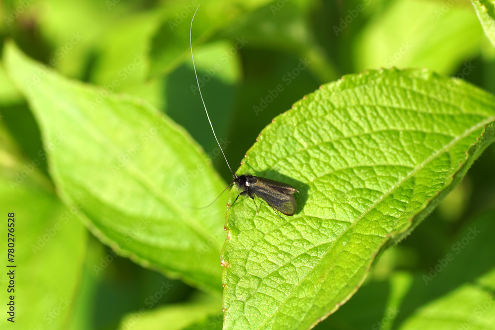 Male green longhorn (Adela reaumurella), moth family Adelidae, the ...