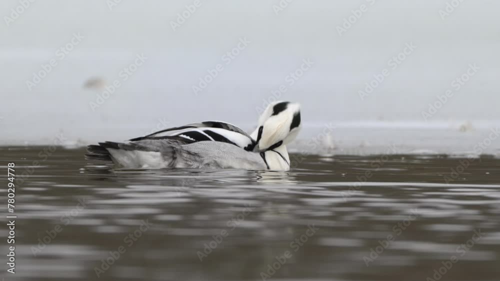 Male Smew scratches wing with beak while swimming in ice free stretch ...