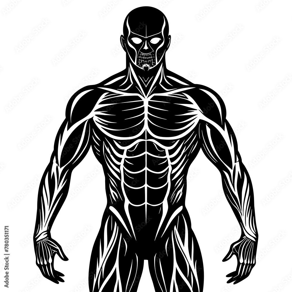 Human Muscles Isolated on White Background High-Quality Images for ...