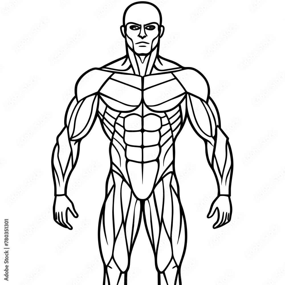 Human Muscles Isolated on White Background High-Quality Images for ...