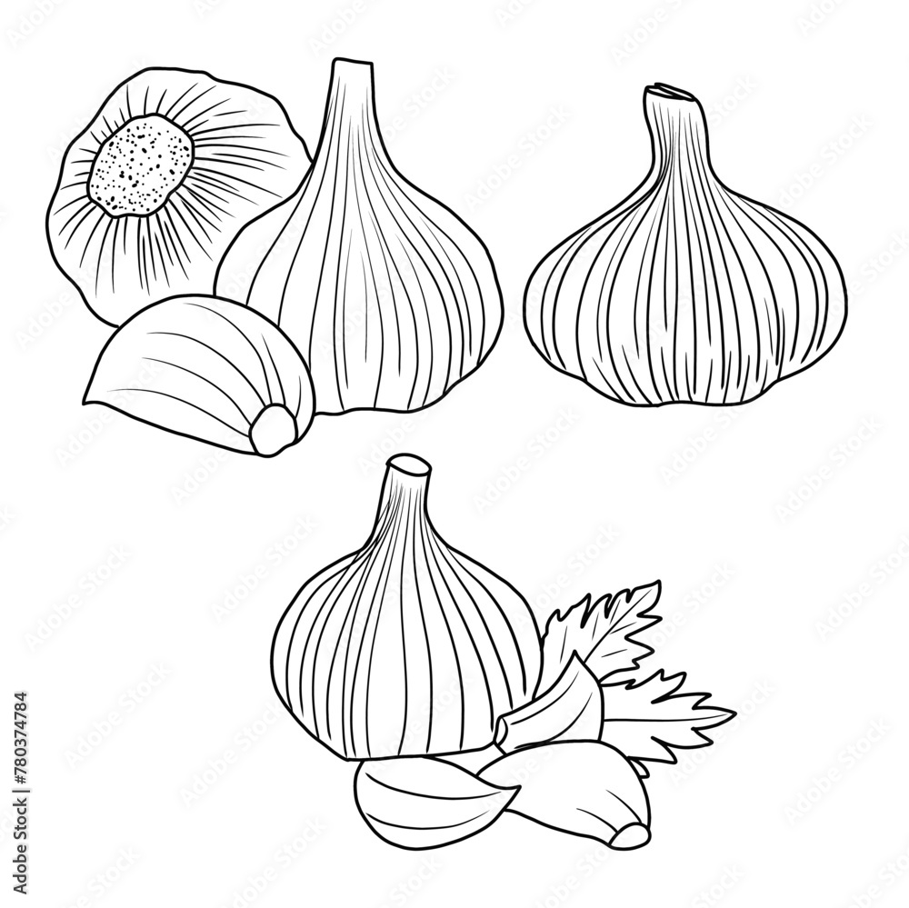 Vector drawing Illustration Hand drawn ink sketch of Garlic, Peeled and ...