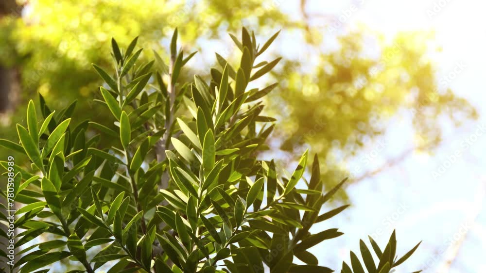 Agathis australis, commonly known by its Maori name kauri, is a ...