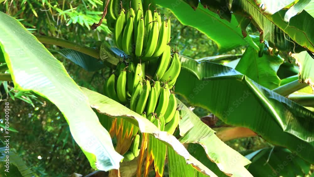 Musa paradisiaca is accepted name for the hybrid between Musa acuminata ...