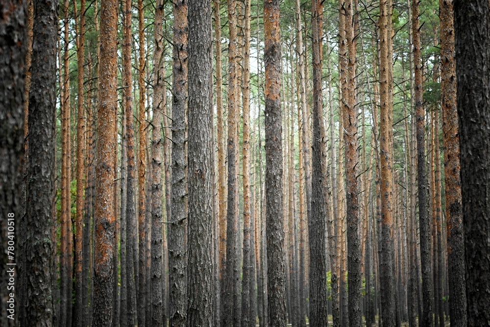 Barks of pine trees in a forest perfect for wallpapers and backgrounds ...