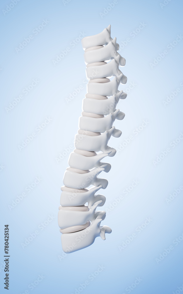 Human spine model, specification for human vertebrae model, 3d ...