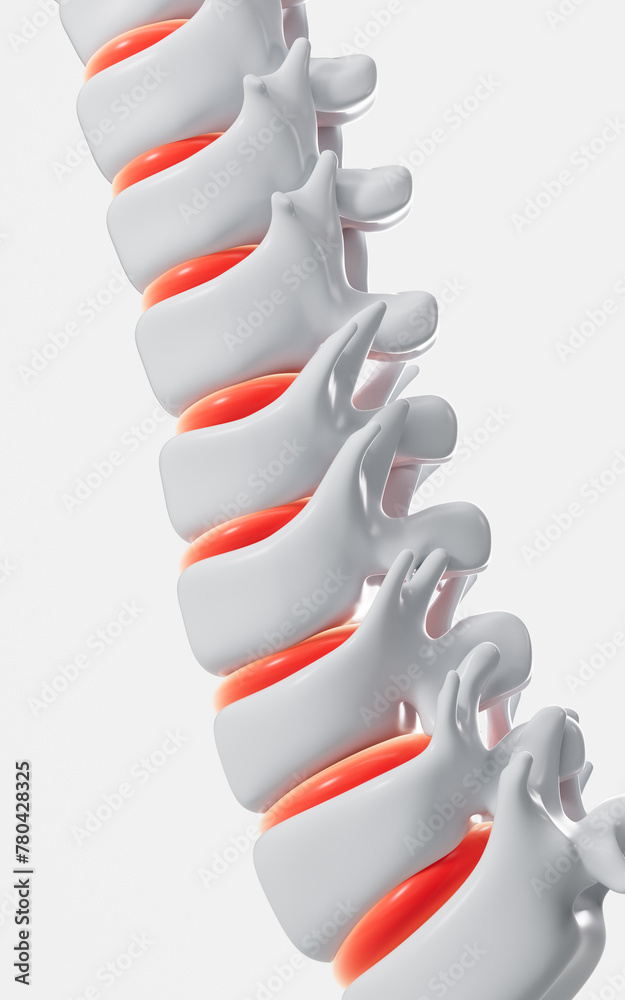Human spine model, specification for human vertebrae model, 3d ...