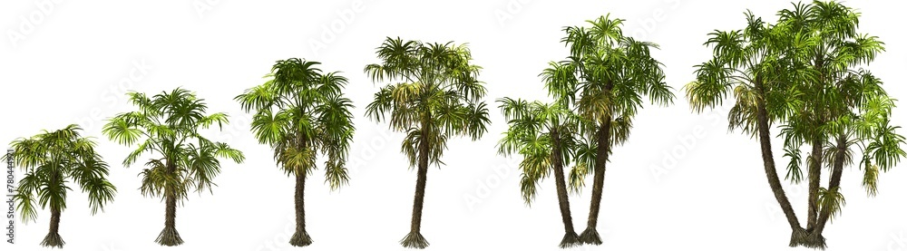 growth stages of a root spiny palm hq arch viz cutout palmtree plants ...