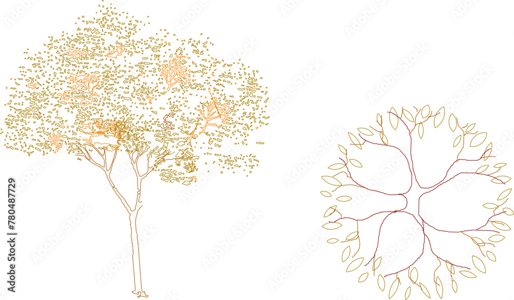 Vector sketch illustration of a tree plant design, front view and top ...
