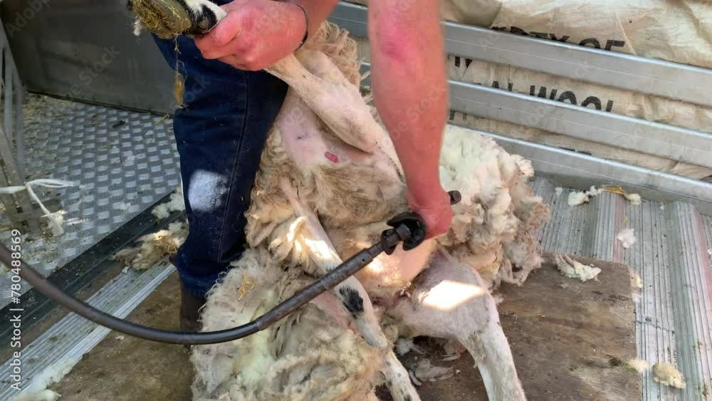 Sheering sheep with wool being removed from animal on a farm by ...