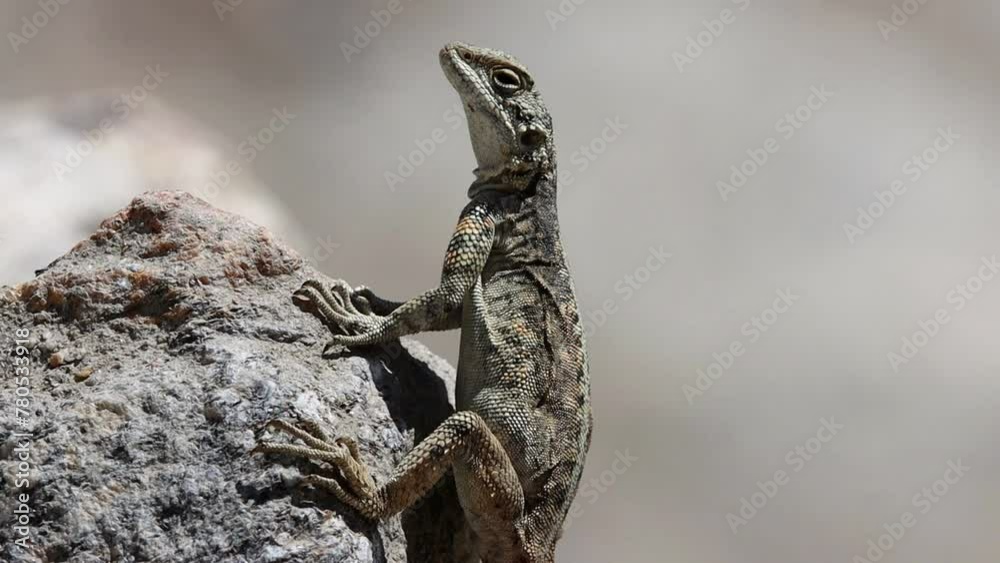 Spiny lizard reptile.Laudakia stellio is a species of agamid lizard ...