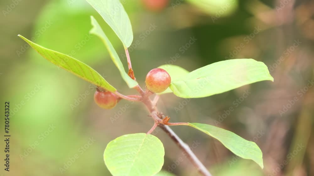 Frangula alnus, commonly known as alder buckthorn, glossy buckthorn, or ...