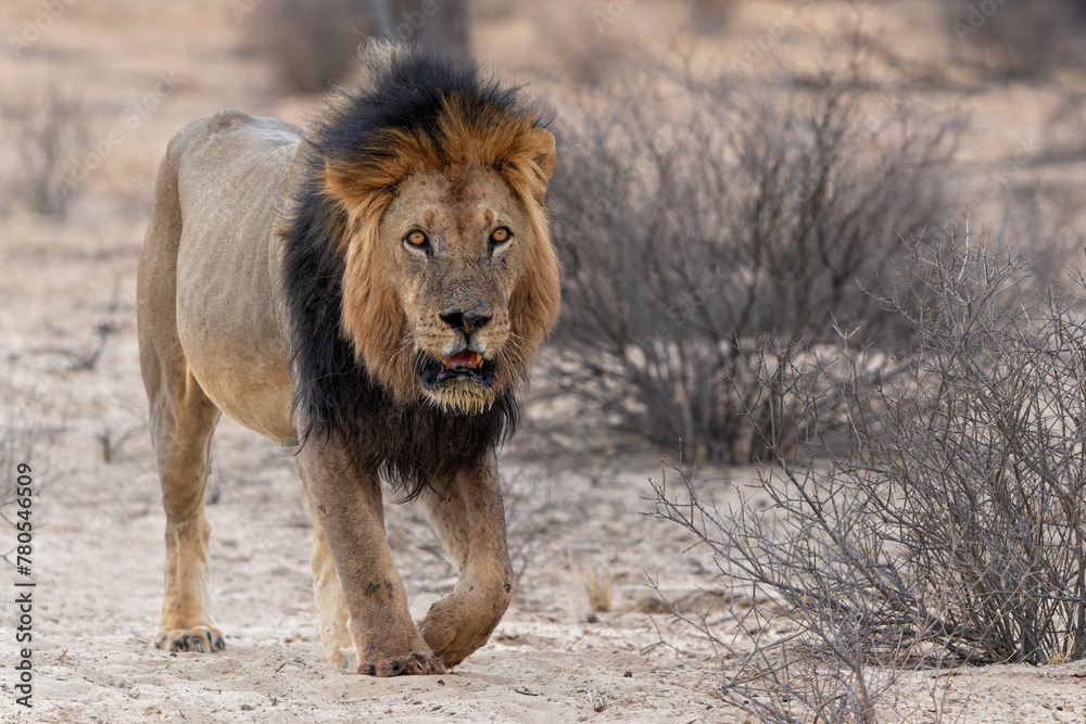 Kalahari Desert. This dominant male lion (Panthera leo) was protecting ...
