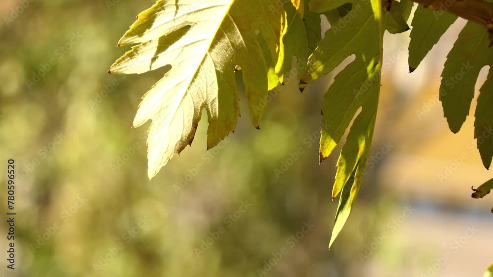 Bocconia frutescens is plume or tree poppy, celandine, parrotweed, sea ...