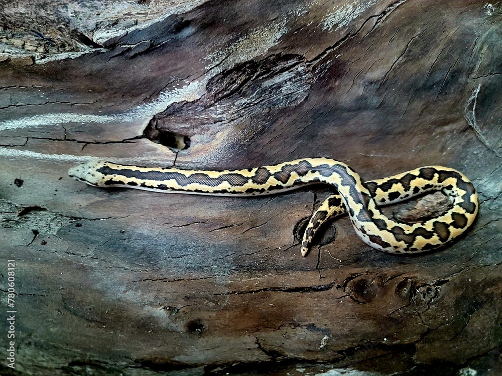 Kenyan sand boa snake, aka Old world sand boas is nonvenomous snake ...
