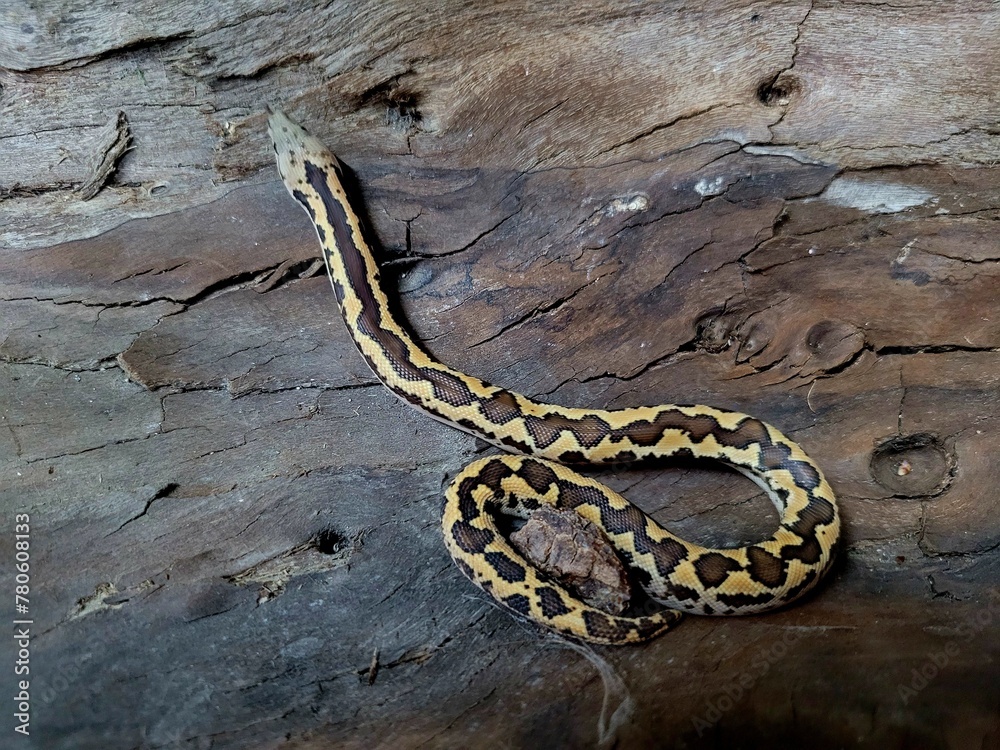 Kenyan sand boa snake, aka Old world sand boas is nonvenomous snake ...