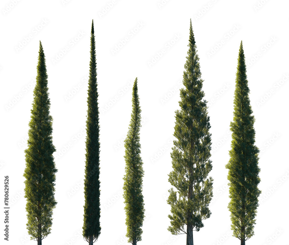 Cupressus sempervirens set mediterranean common cypress (italian ...