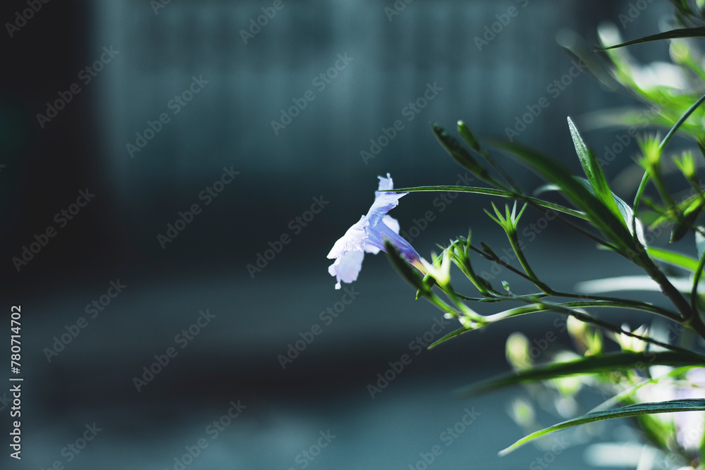 ,Ruellia simplex also known as the, Mexican bluebell or Britton's wild ...