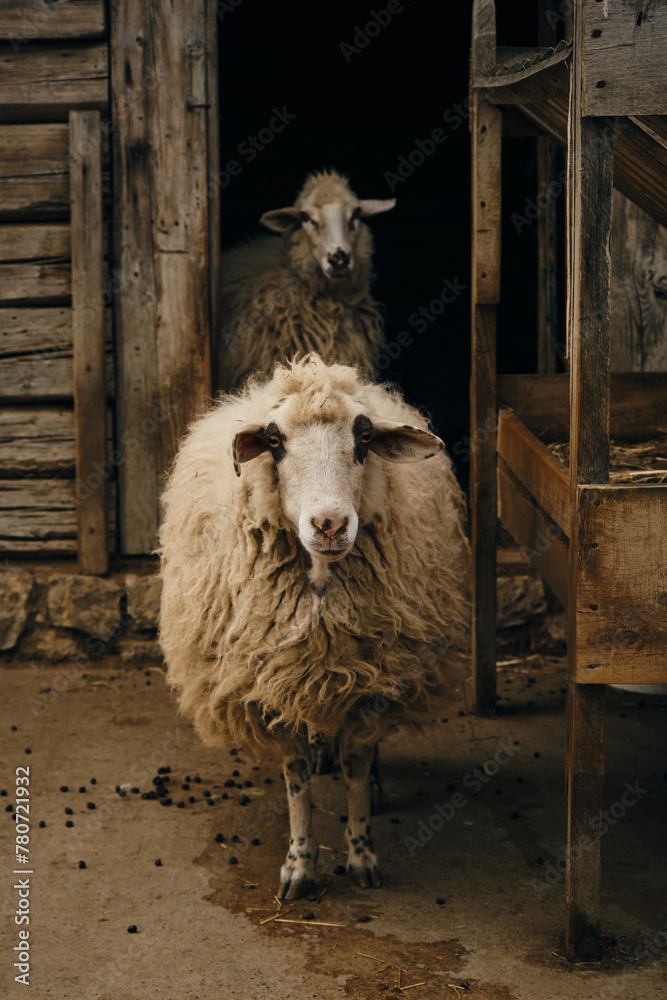 Two sheep are standing near the barn in an aviary on the form and ...