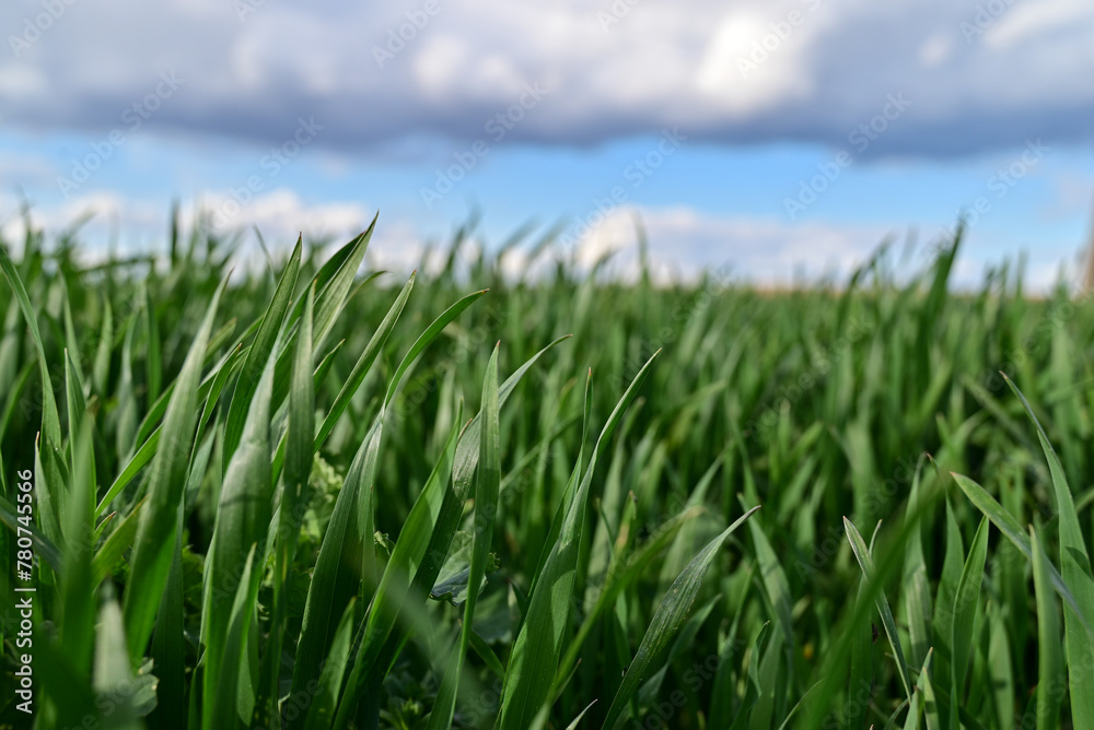 Agriculture, Land cultivation, Black soil, Farming, Agricultural sector ...