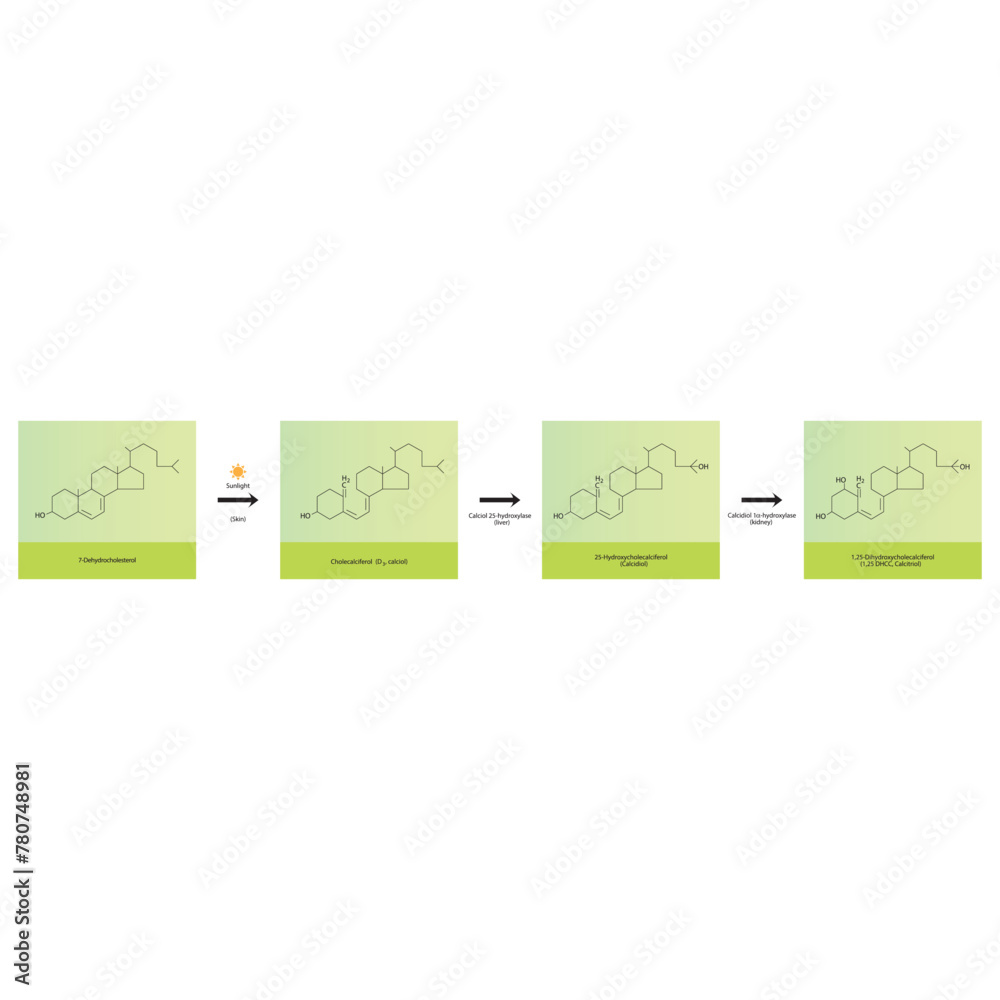 Diagram showing biosynthesis of active form of vitamin D - Calcitriol ...