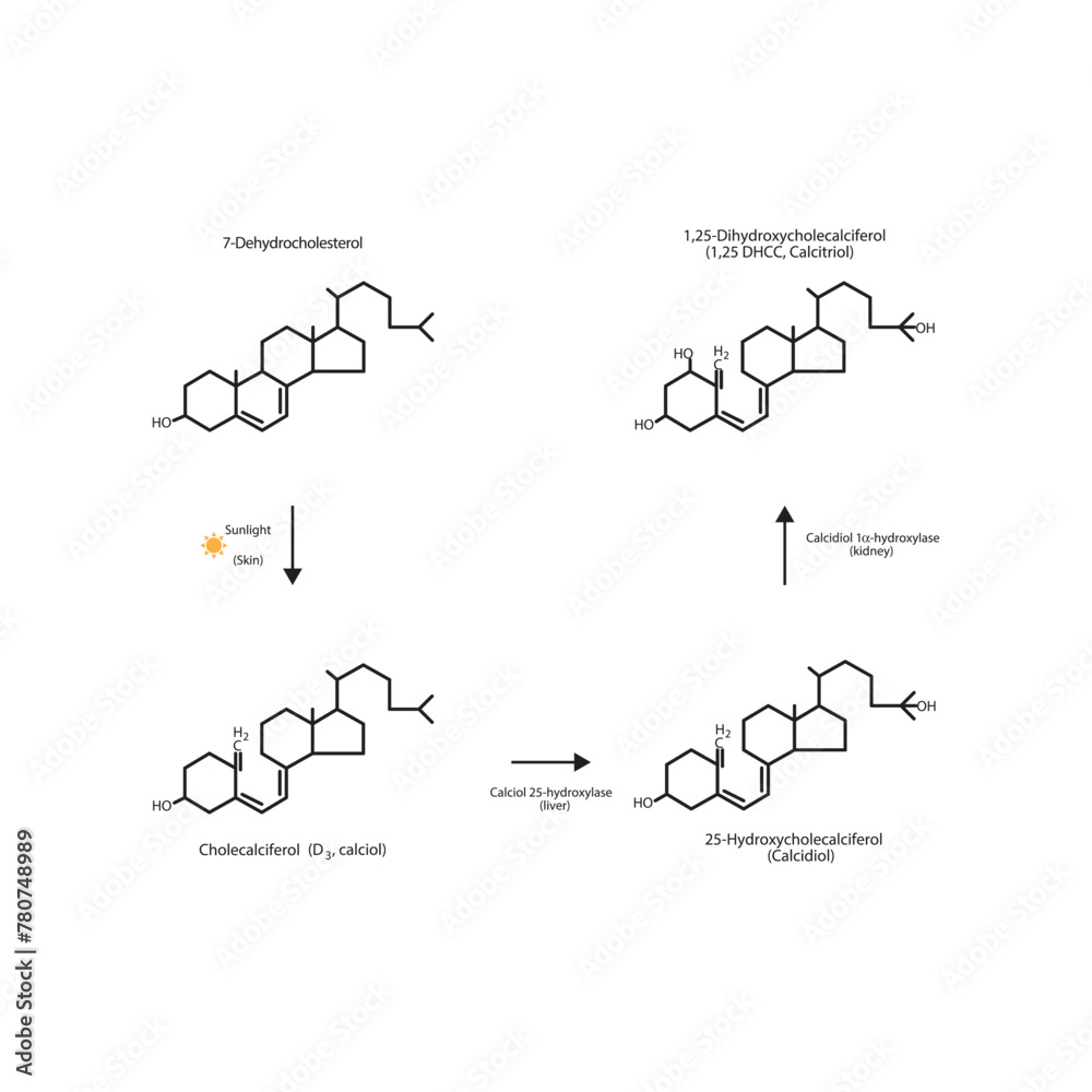 Diagram showing biosynthesis of active form of vitamin D - Calcitriol ...