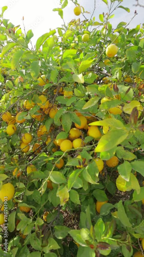 Lemon tree branches with ripe fruit, sunlight highlighting natural ...