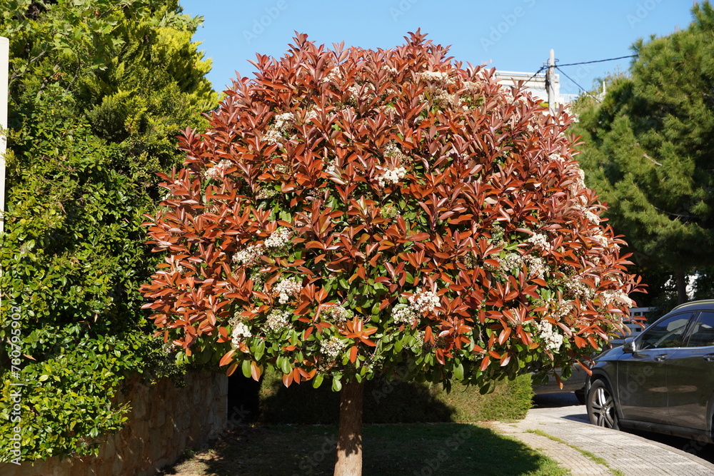 A blossoming photinia fraseri red robin tree with red and green leaves ...