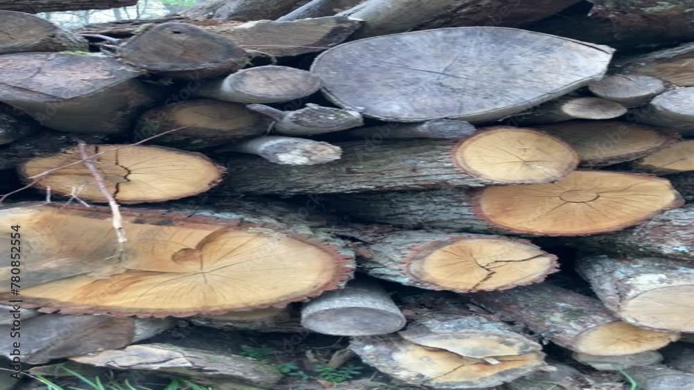 Wood Trunk Background. Natural Log Backdrop. Horizontal Spring Design ...