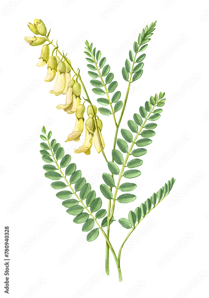 Mongolian milkvetch or Astragalus mongholicus AKA Astragalus ...