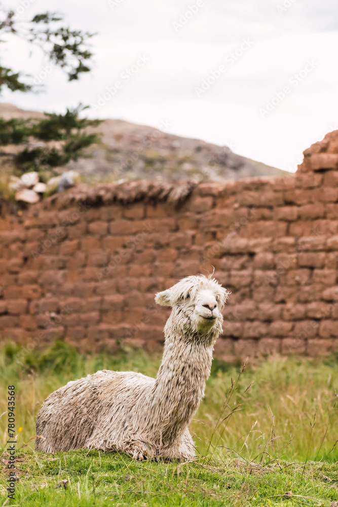 Alpaca sleeping in the green grass in the Andes mountain range with an ...