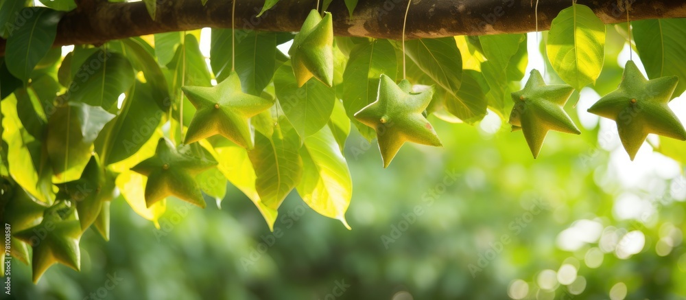 Numerous fresh green leaves hanging down from a tree branch in a ...