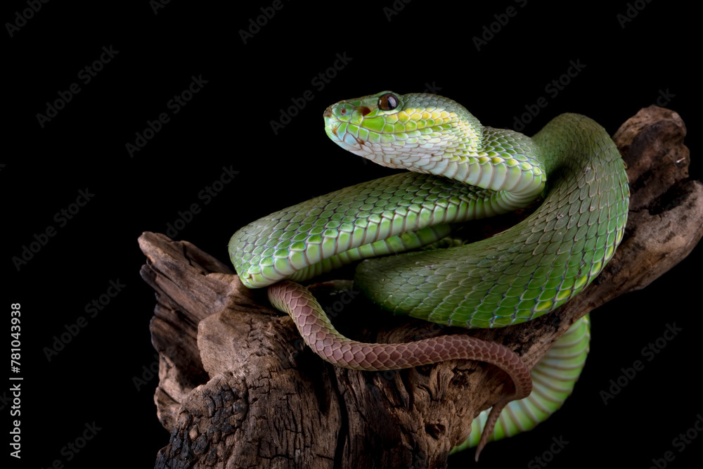 Green Tree Pit Viper (Trimeresurus albolabris) is a venomous pit viper ...
