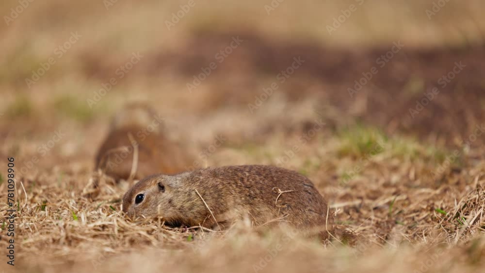Funny fluffy gophers minding his own business near the burrow, little ...