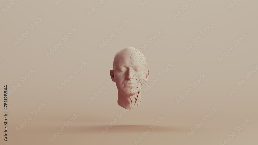 Ecorche study muscles without skin anatomical head neutral backgrounds ...