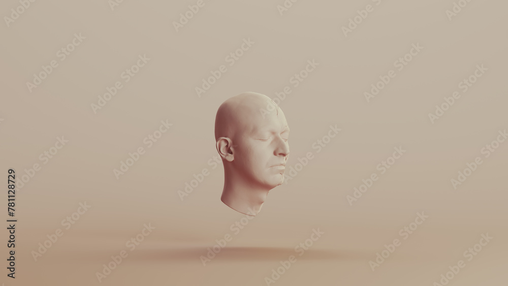 Ecorche study muscles without skin anatomical head neutral backgrounds ...