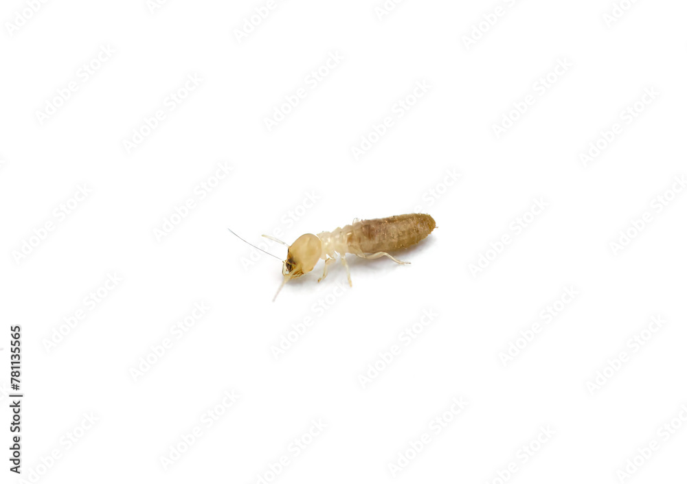 eastern subterranean termite - Reticulitermes flavipes - most common ...