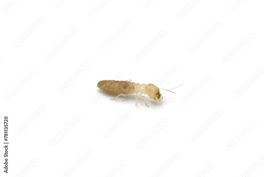 eastern subterranean termite - Reticulitermes flavipes - most common ...