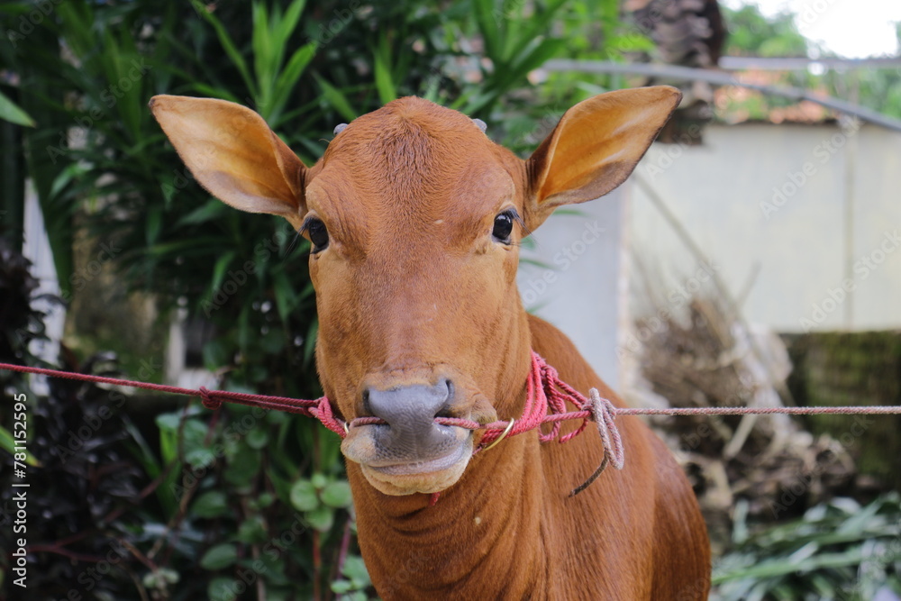 Sono' Cow, a Cow from Madura who is known to be beautiful and good ...