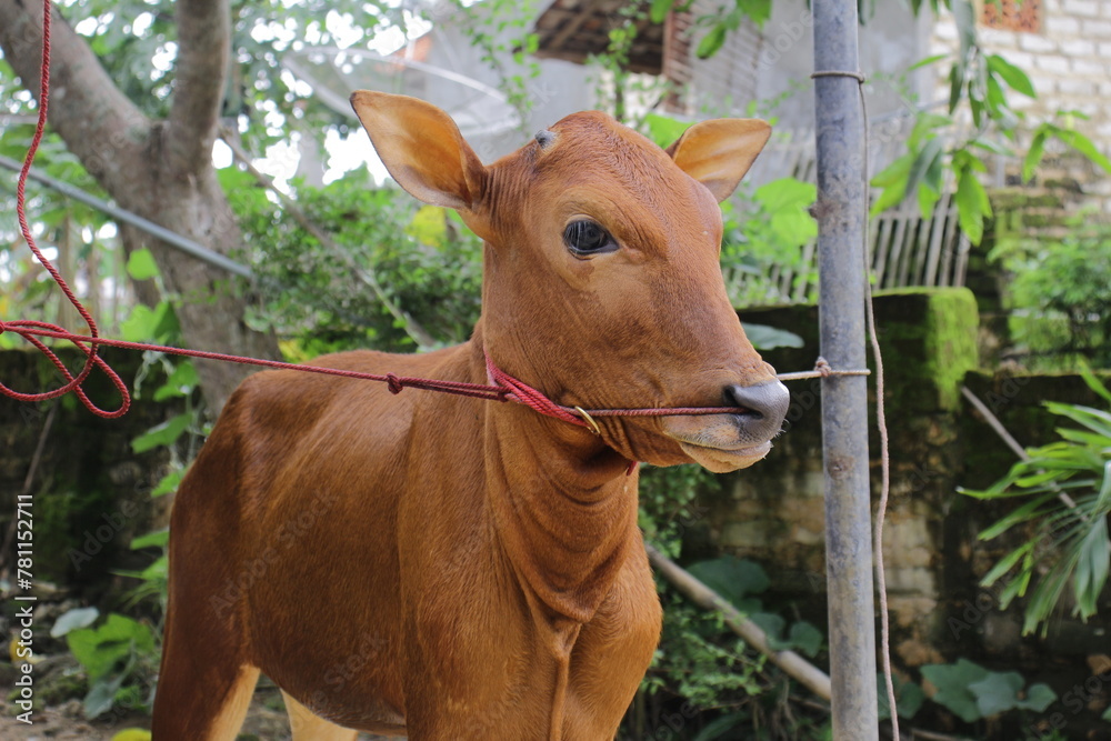 Sono' Cow, a Cow from Madura who is known to be beautiful and good ...