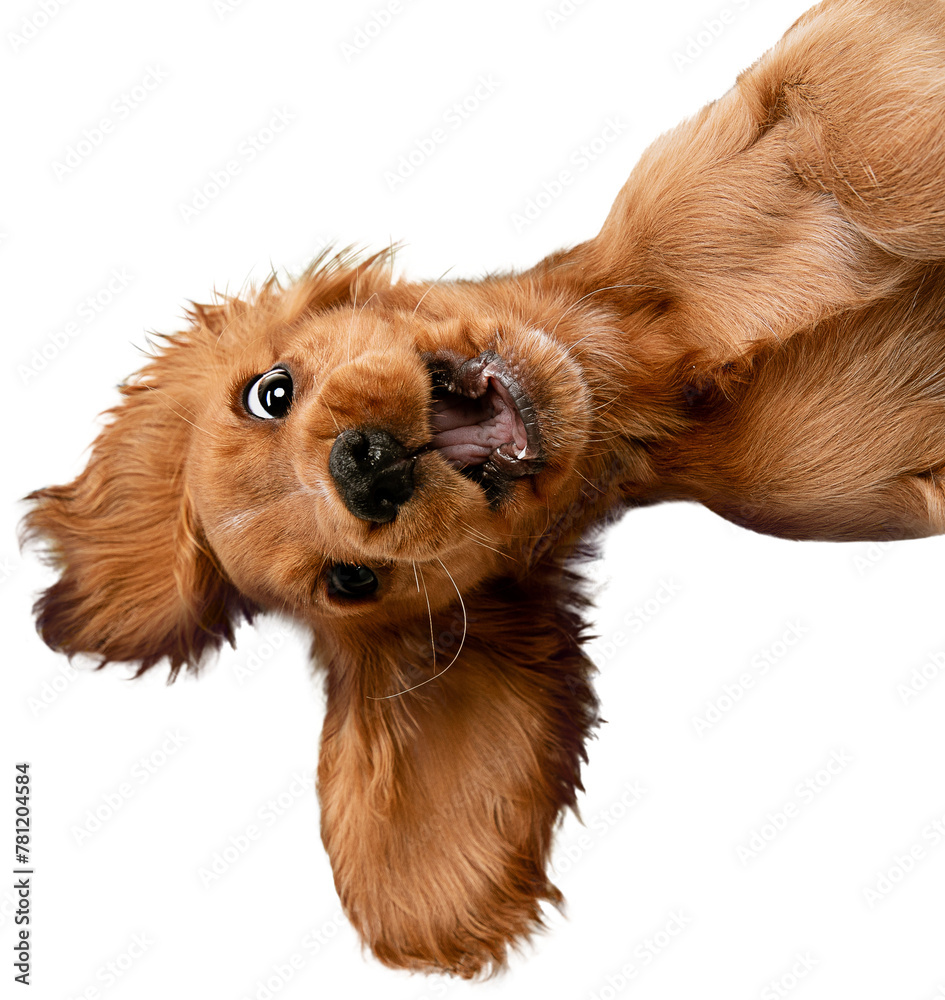 Playful, adorable, cute purebred dog, English cocker spaniel puppy ...