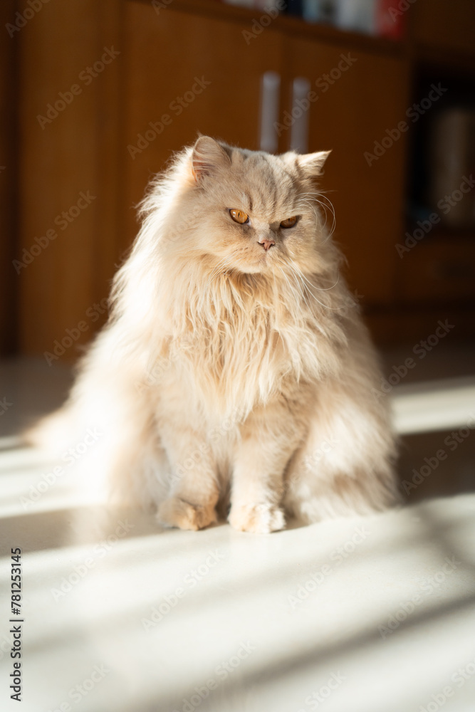 Cute yellow fat British long-haired cat. It is very curious about ...