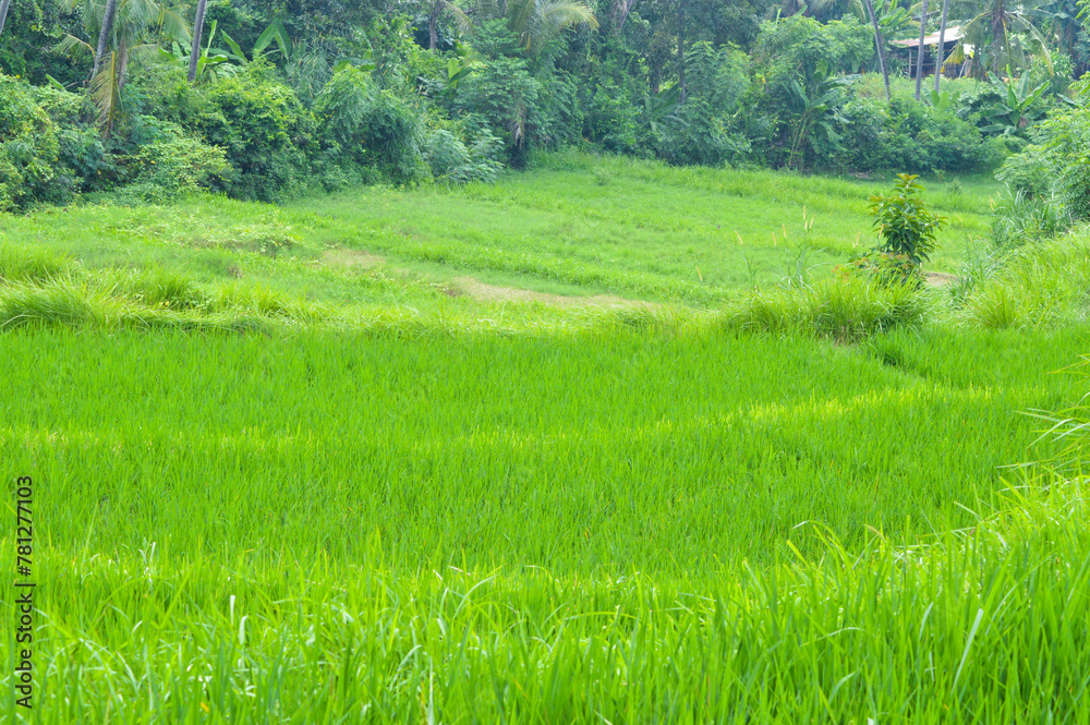 The View Of Village Rice Fields Where Only A Portion Can Be Planted ...
