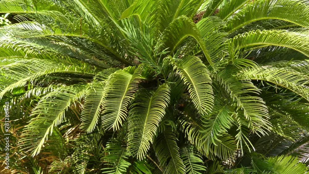 Cycas revoluta (sago palm, king sago, sago cycad, Japanese sago palm ...