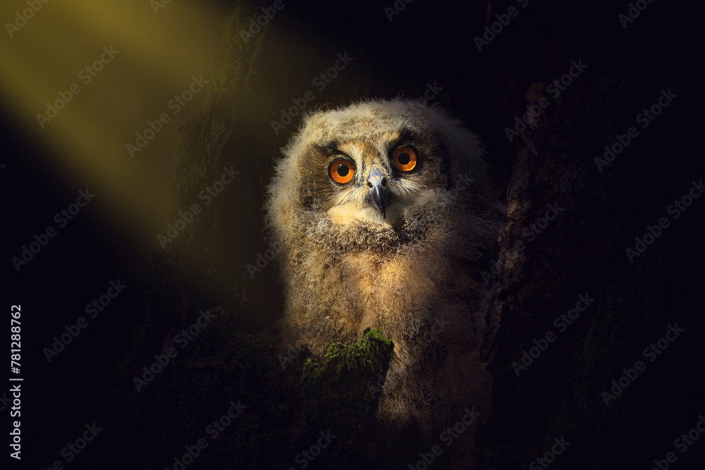 Fluffy owl chick in morning sun rays. Beautiful young eurasian eagle ...
