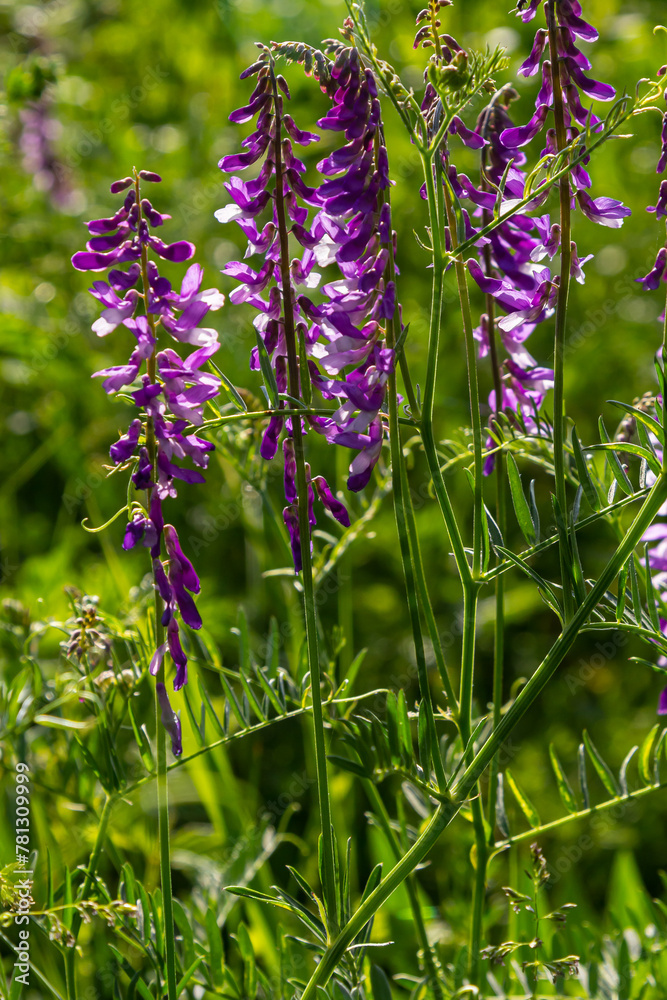 Vetch, vicia cracca valuable honey plant, fodder, and medicinal plant ...