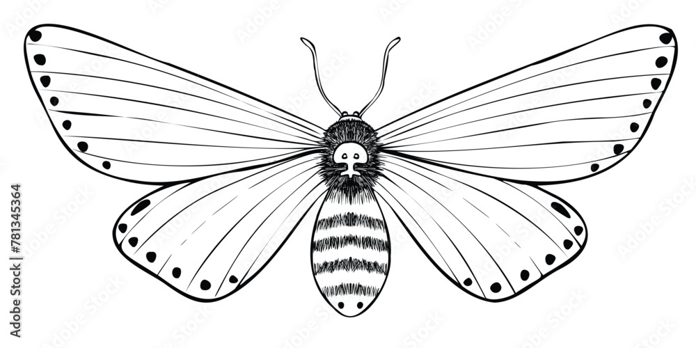 Moth vector illustration. Drawing of Night Butterfly painted by black ...