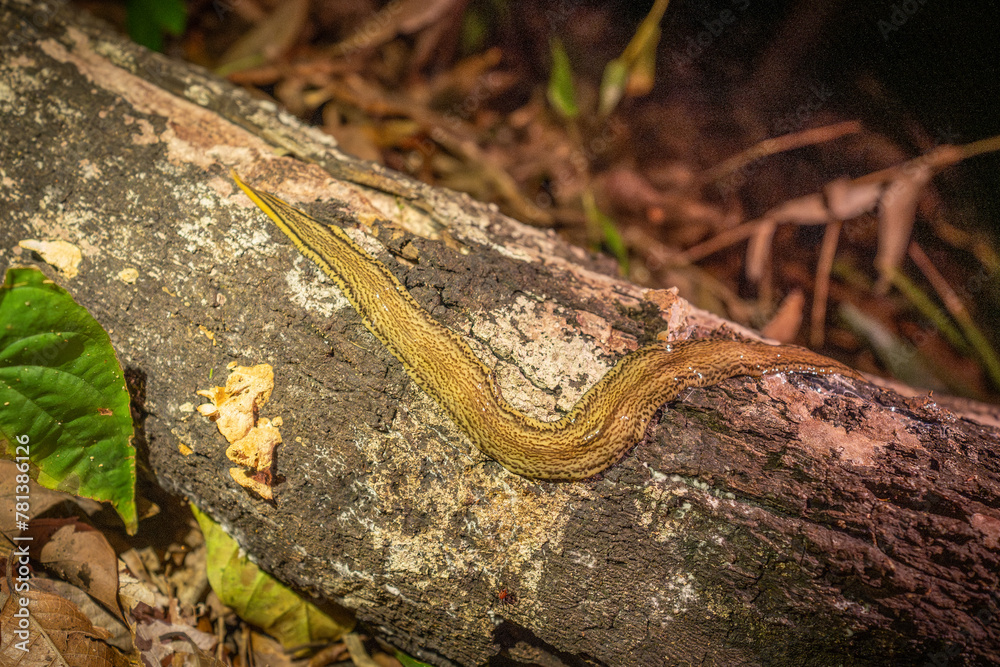 Terrestrial planaria are flat worms that live in humid forests. They ...