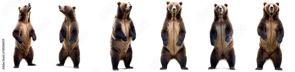 Graceful grizzly bear standing up, isolated on transparent background ...